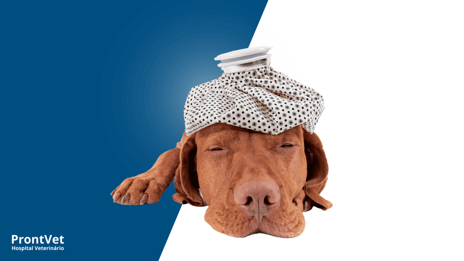 Parvovirose canina: Tudo o que você precisa saber para proteger seu pet ...